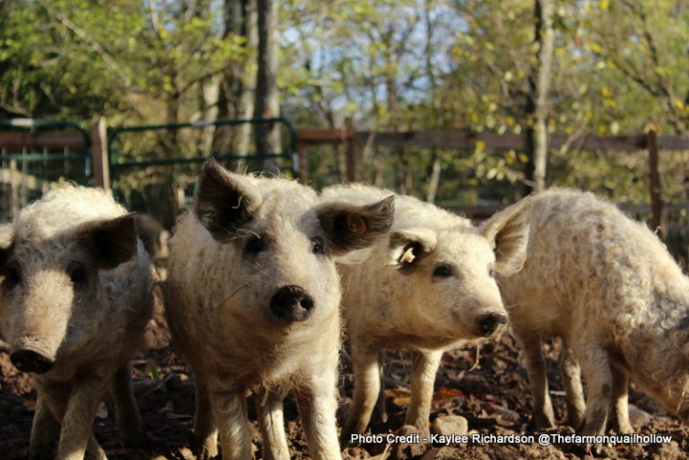 7 Pasture Pig Breeds for the Small Farm - Countryside